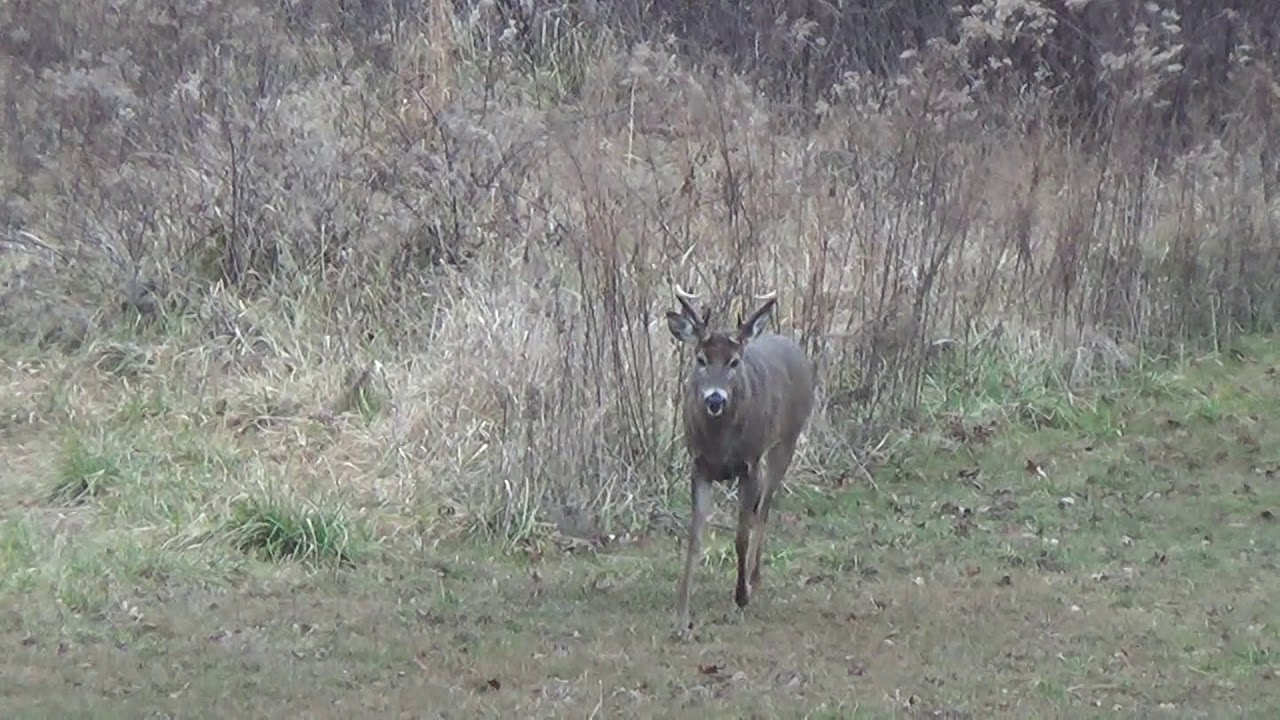 Kids First Deer-Missouri Last Season Buck with a Crossbow- UnderWarmer ...