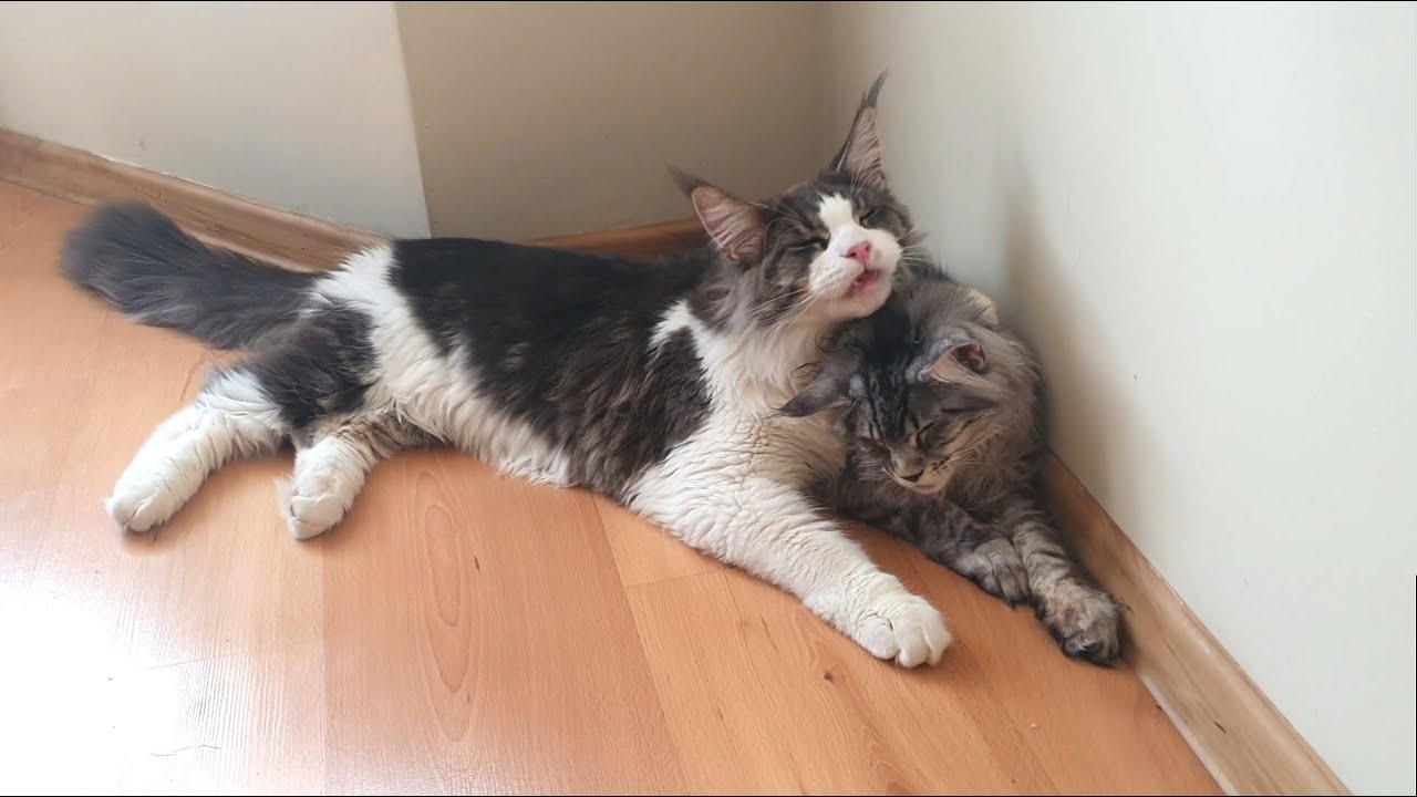 A VERY passionate cat - YouTube