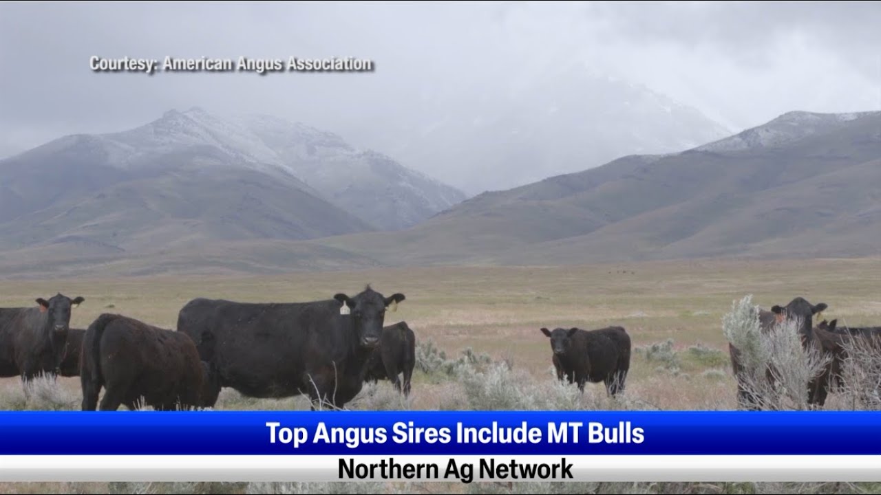 Top Angus Sires Includes MT Bulls - YouTube