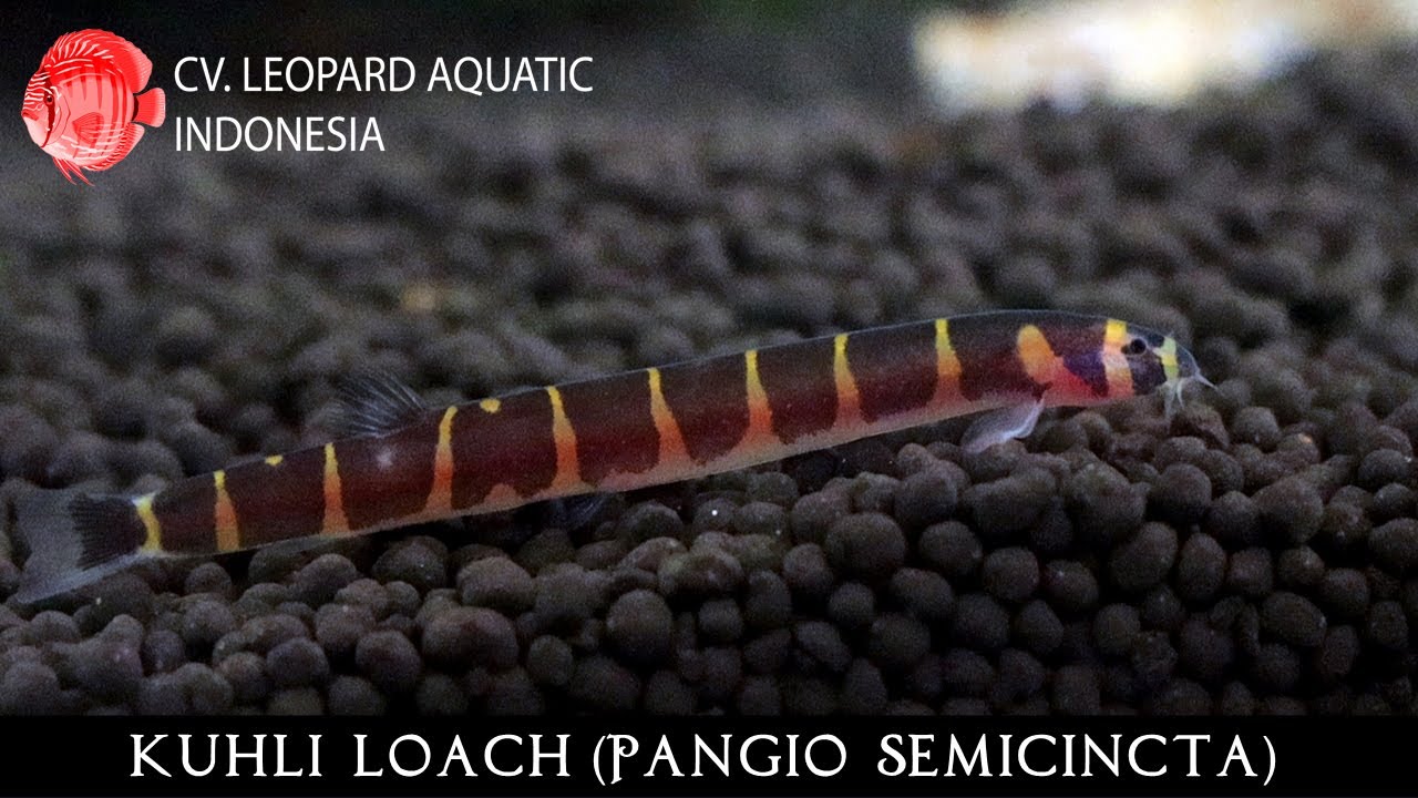Pangio semicincta. The cute KUHLI LOACH! (Leopard Aquatic H005A) - YouTube