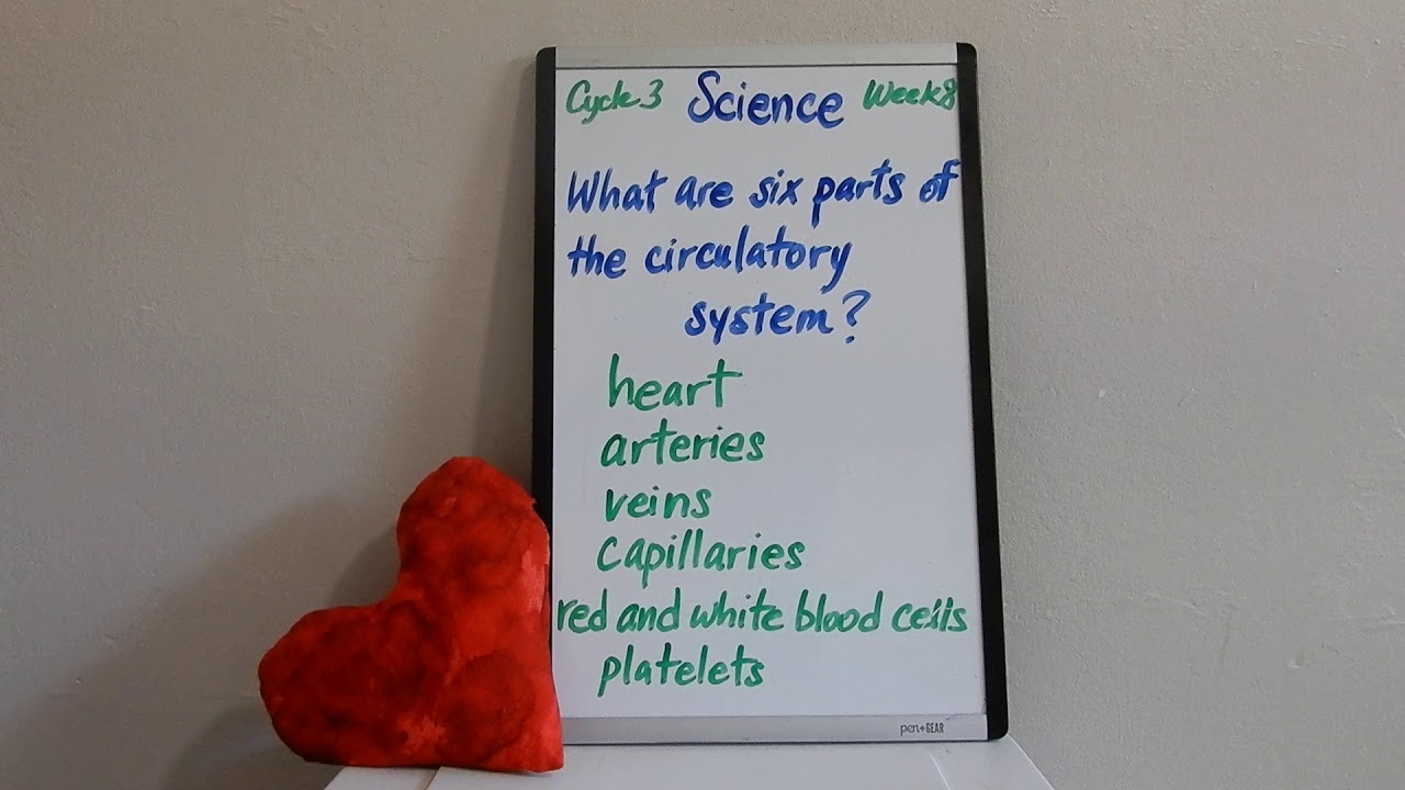 CC Cycle 3 Week 8 Science - YouTube