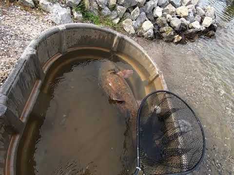 GIANT Catfish caught at Smith Mountain Lake - YouTube