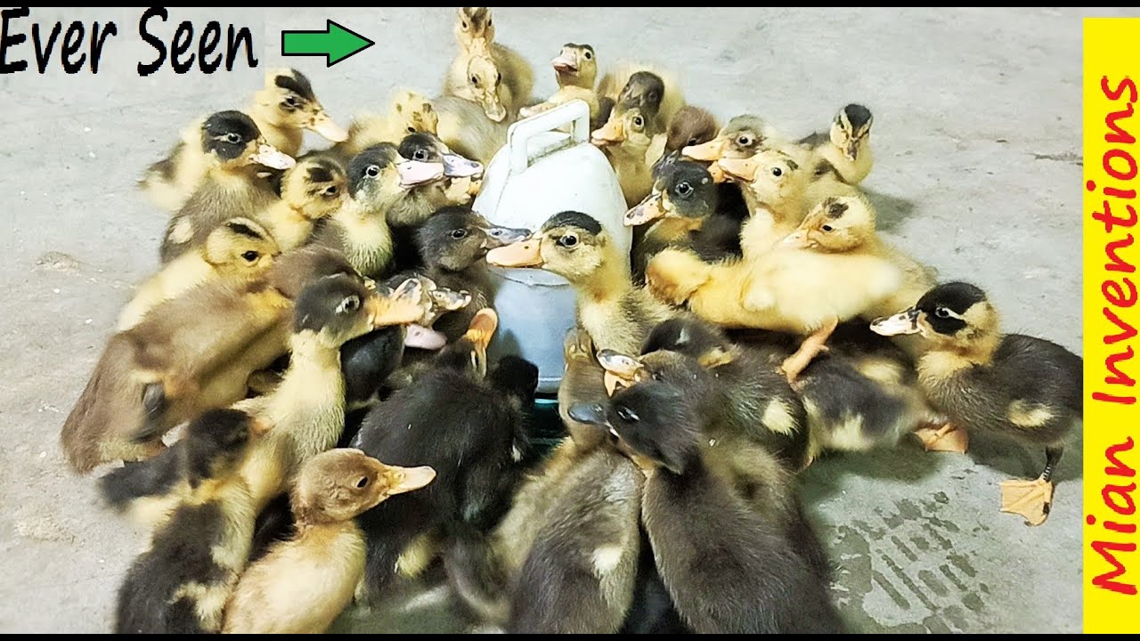 Crazy duckling wants water - Amazing duck babies - YouTube