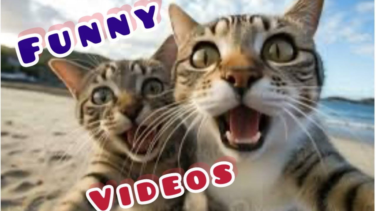 Most Funiest memes | Animal funny videos - YouTube
