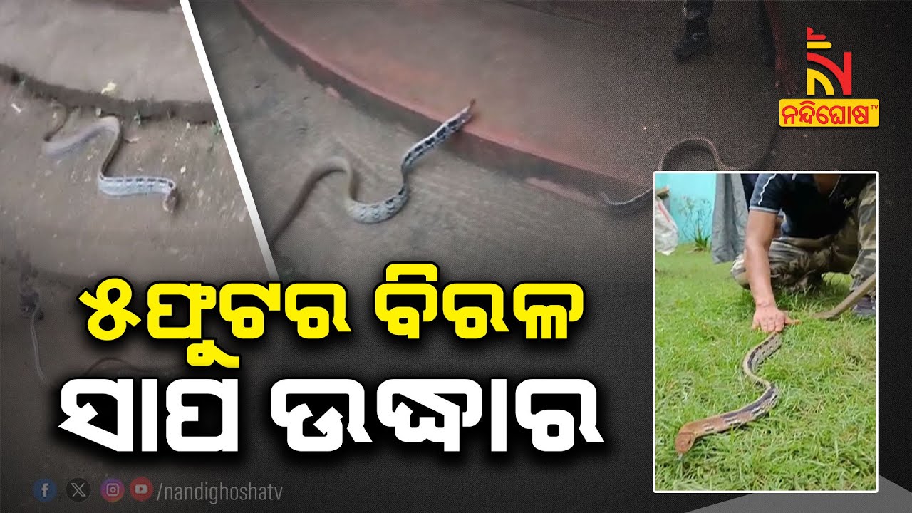 5 Feet long rare species of snake rescued in Soro | NandighoshaTV - YouTube