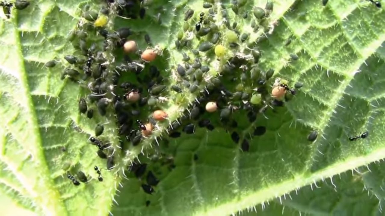 A Close Up View at What Aphid Mummies Look Like. - YouTube