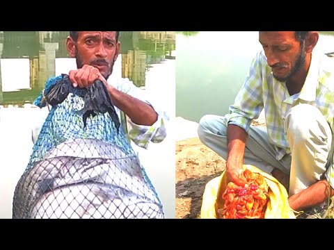 wallagu attu fish | fishing video | fishing hunting | fishing catching ...