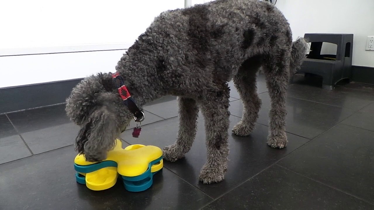 TPSB Daycare Puzzle #11 Georgy Dog Tornado - YouTube