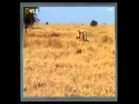 Aslan VS Çita
