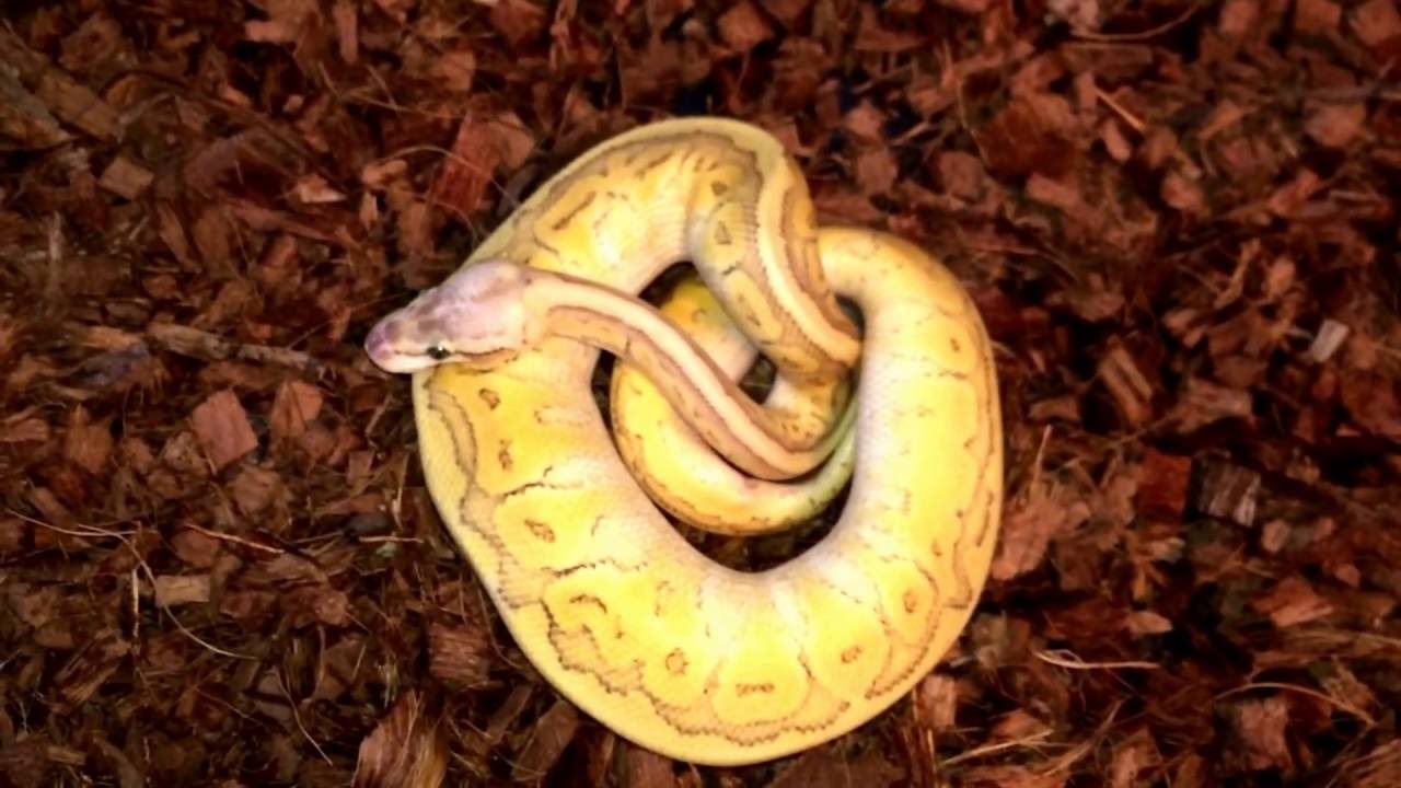 Ball Python Unboxing: Emperor YB 100% Het Clown - YouTube