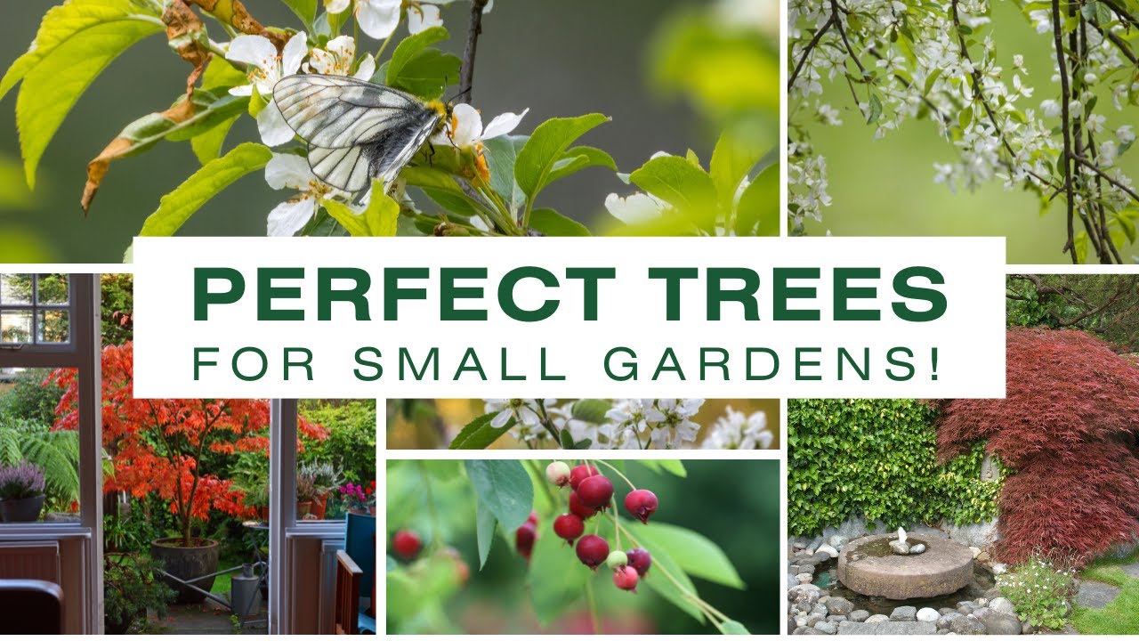 Low Maintenance Small Trees Small Trees For Small Spaces Sugar Creek