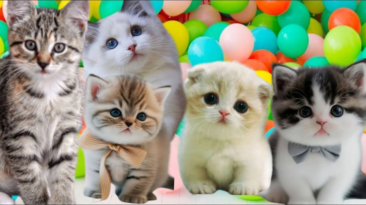 KUCING MEONG MEONG ‼️ KUCING BERCANDA NEONG MEONG ‼️ LAGU KUCING MEONG ...