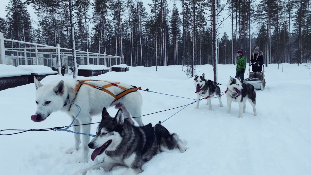 Arctic Runaway Husky - YouTube
