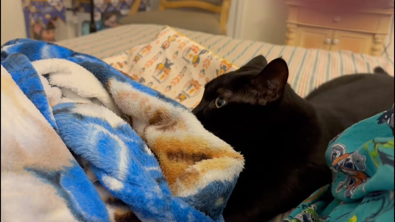 Adopting a Cat from a Shelter Vlog - Cute Precious Piper Makes Herself ...