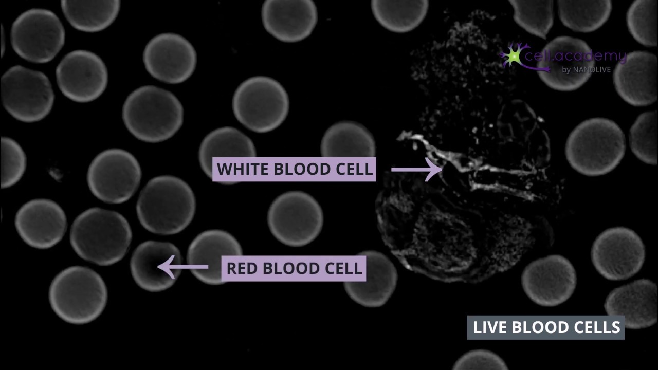 The cellular components of blood with live images: red blood cells ...