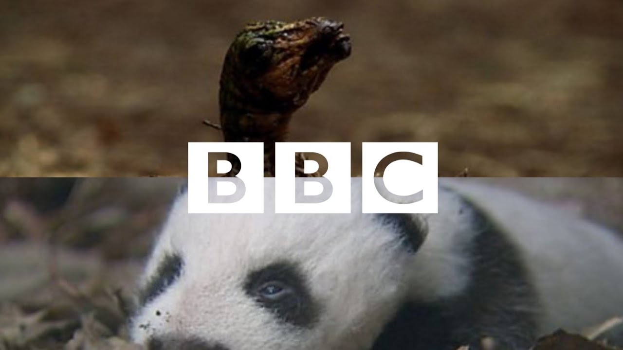 BBC Baby Animals Collection - YouTube