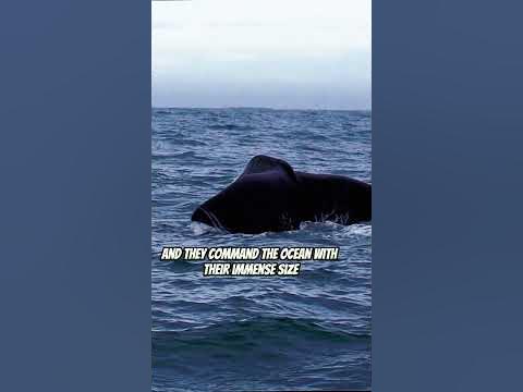 Sperm Whale vs Colossal Squids! - YouTube