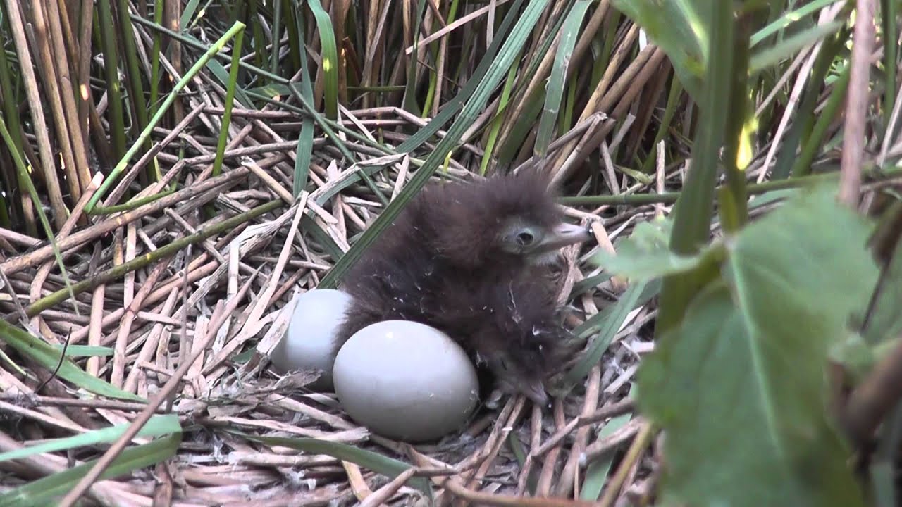 De Onlanden: Roerdomp nest met jongen, mei 2013 - YouTube