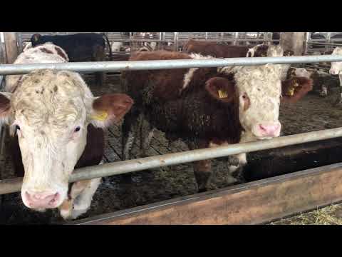 TR’den AVRUPA SİMENTAL BESİ DANASI