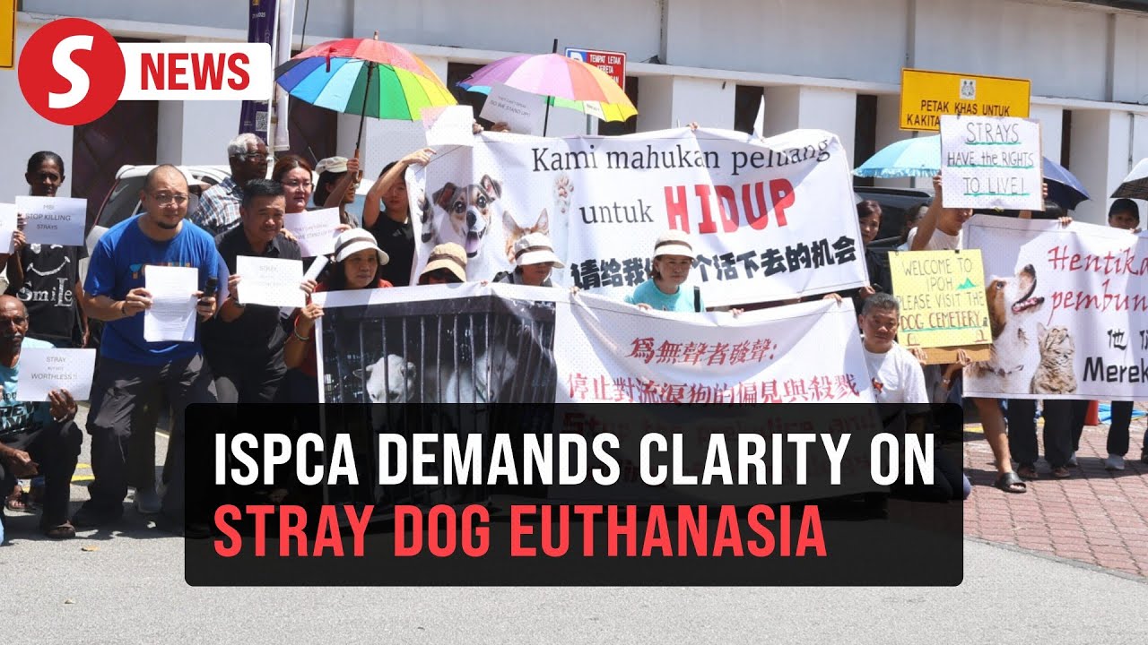 ISPCA urges transparency on SOP for euthanising stray dogs - YouTube