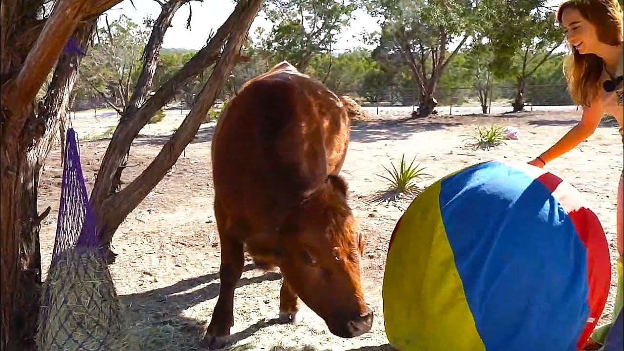 Maya attempts to play with Winnie at Alveus - YouTube