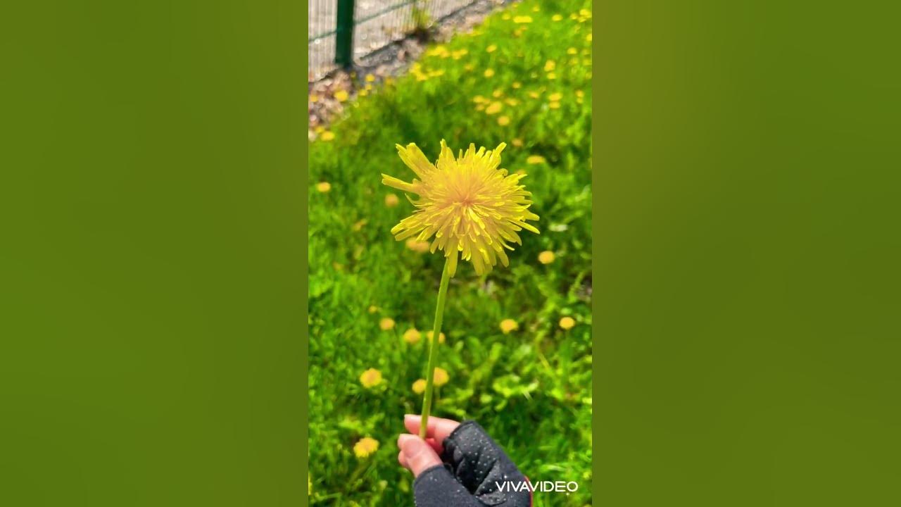 Đi hái #hoa bồ công anh 😊 #dandelion #spring in #finland - YouTube