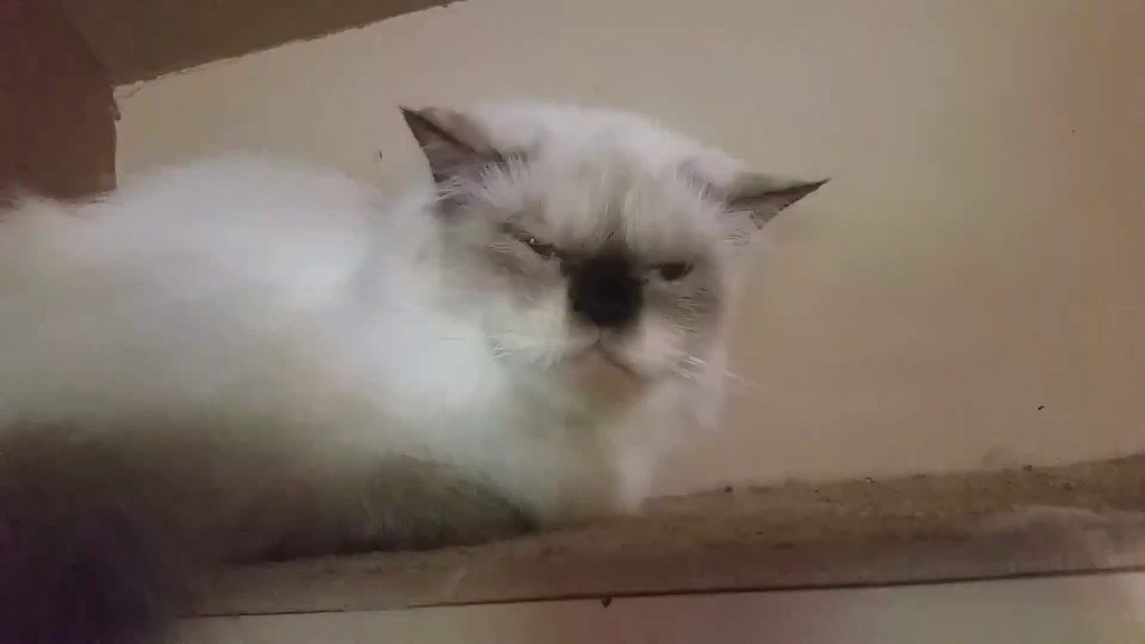 The ACTUAL Introduction To My Cats FUNNY - YouTube