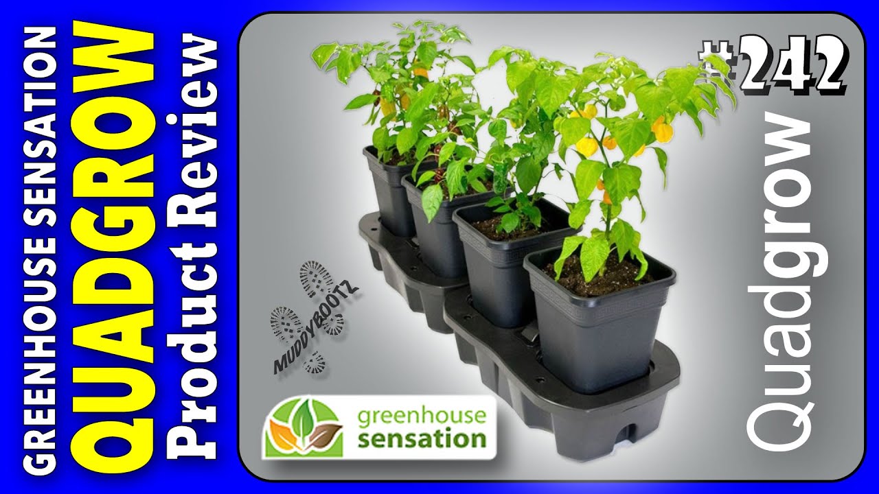 🌻242 🌻 QUADGROW 🌻 GREENHOUSE SENSATION 🌻 AUTO WATERING SYSTEM🌻 - YouTube