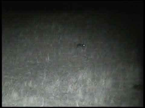 Rabbits with the night vision spotter. - YouTube