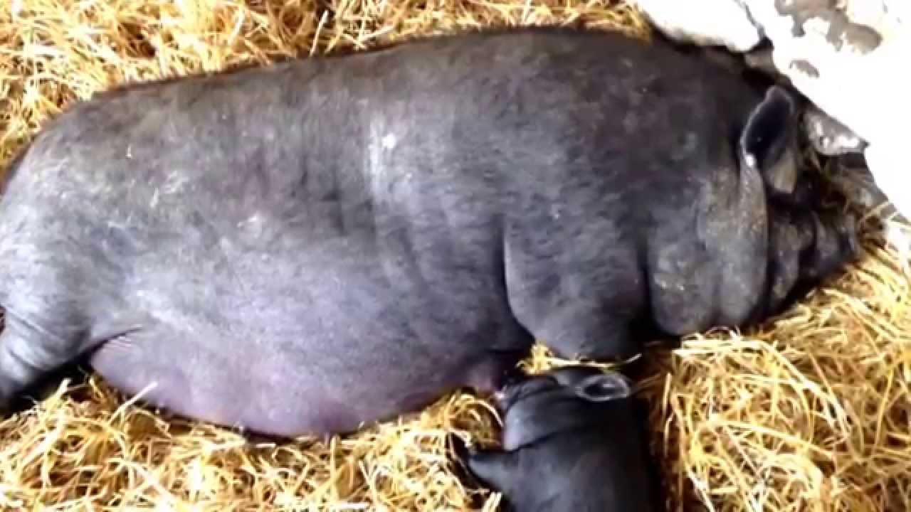 Big Fat Snoring Pig With Big Fat Piglet - YouTube