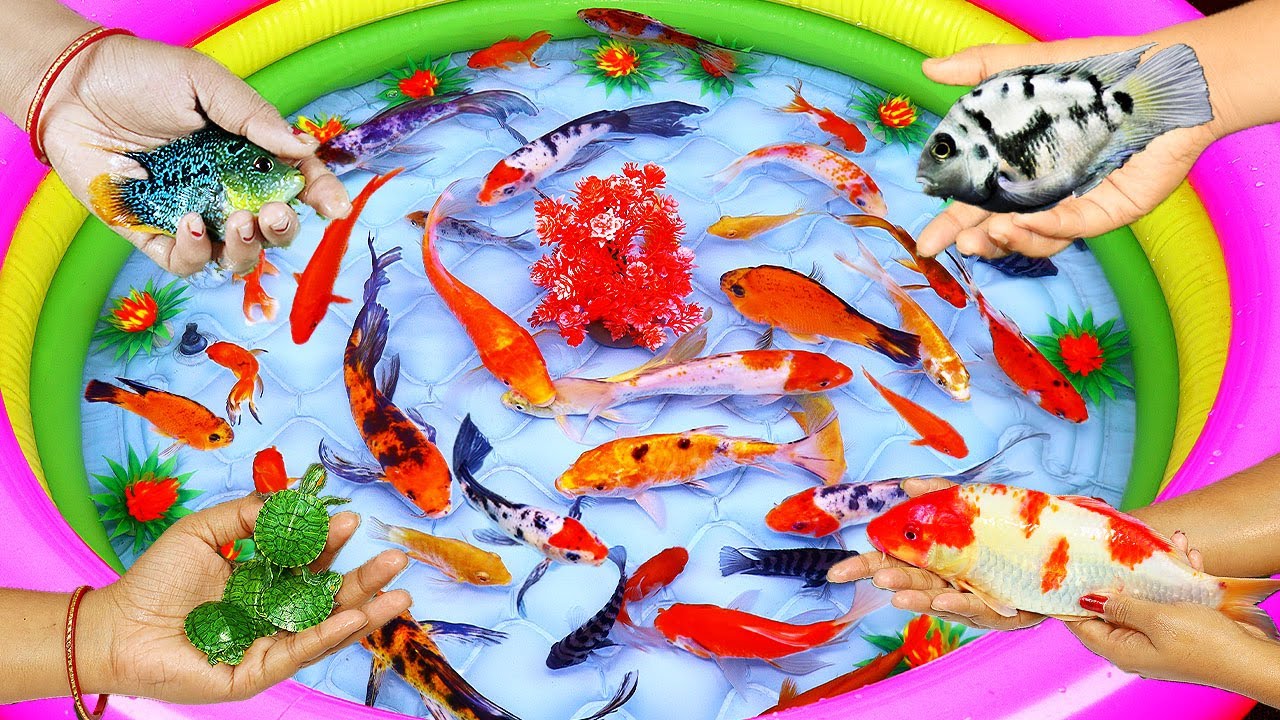 Reddis babulai fish Japanese koi carp kissing gourami fire mouth ...