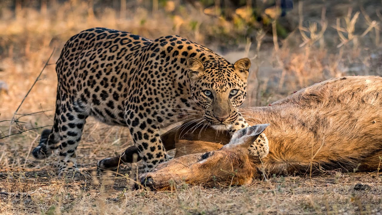 Leopard Attack Deer Success - YouTube