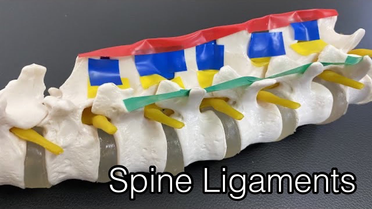 Anatomy of ligaments of spine (English) - YouTube