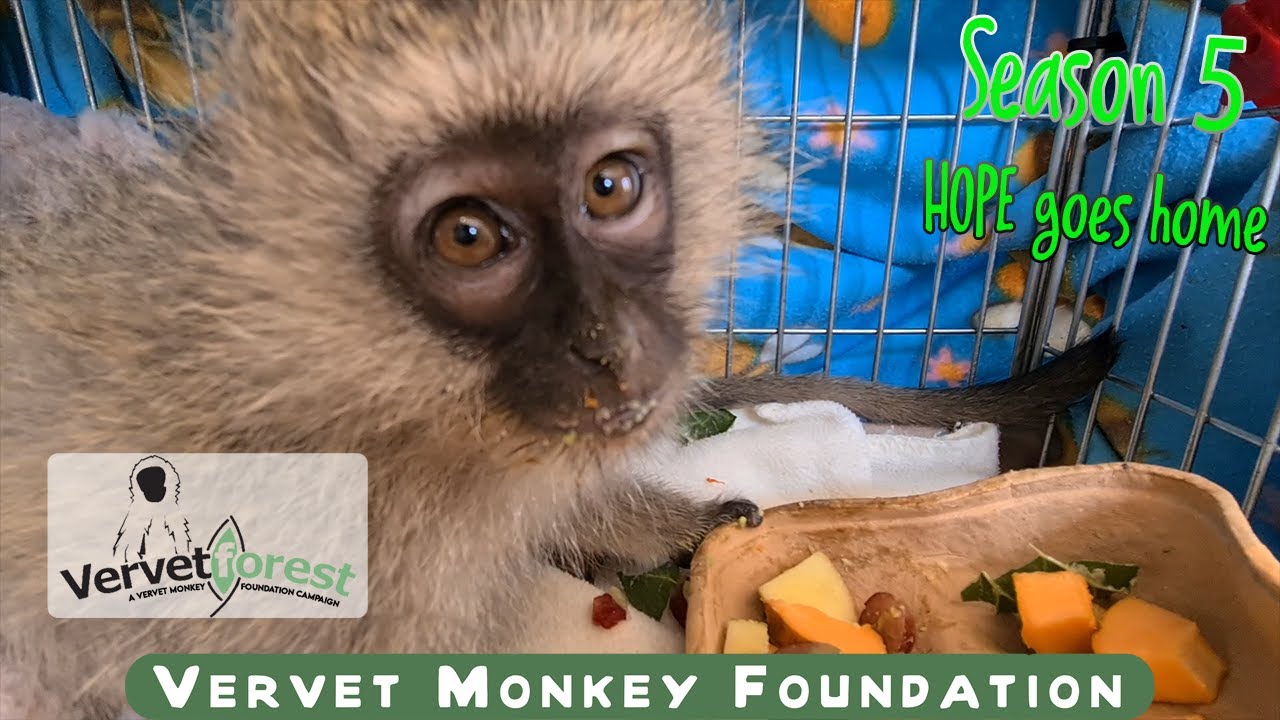 Hope, the juvenile monkey returns to her family after recovering from ...