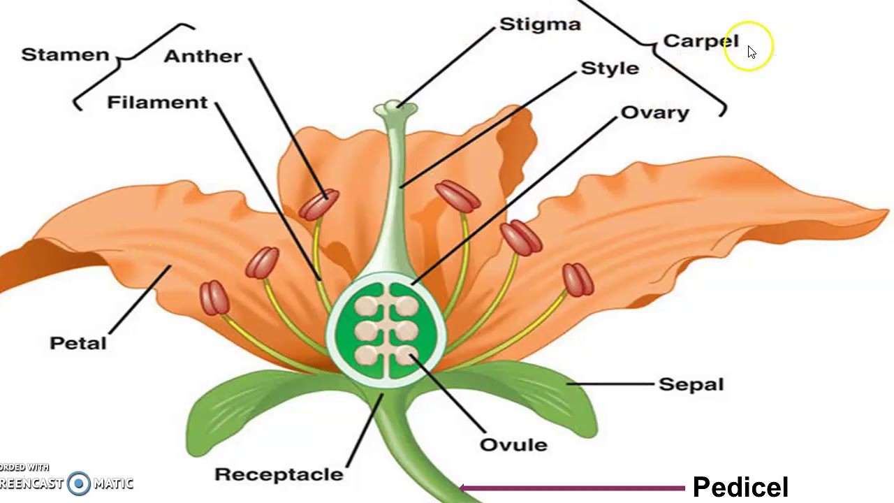 Reproduction System In Plants YouTube
