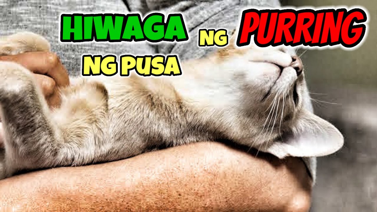 ANONG HIWAGA KAPAG NAGLALABAS NG GANITONG SOUND ANG MGA PUSA?! - YouTube