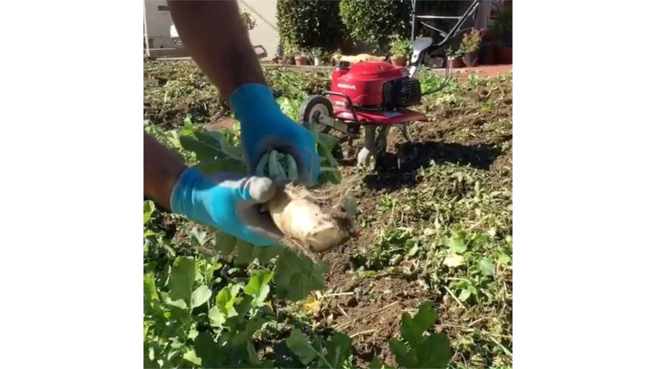 Daikon Radish Clay Buster - YouTube