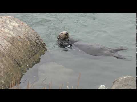 A wild sea otter eating mussels