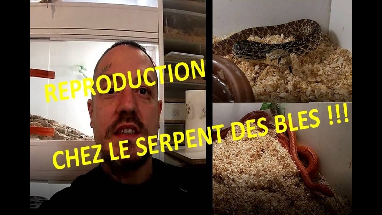 MISE EN PRÉSENCE ..Reproduction chez le serpent des blés !!! - YouTube
