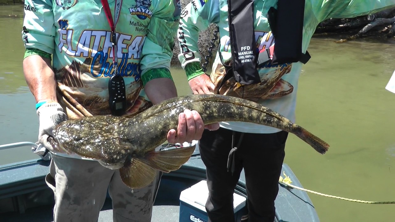 MALLACOOTA FLATHEAD CHALLENGE- Biggest Flathead Day 1 - YouTube