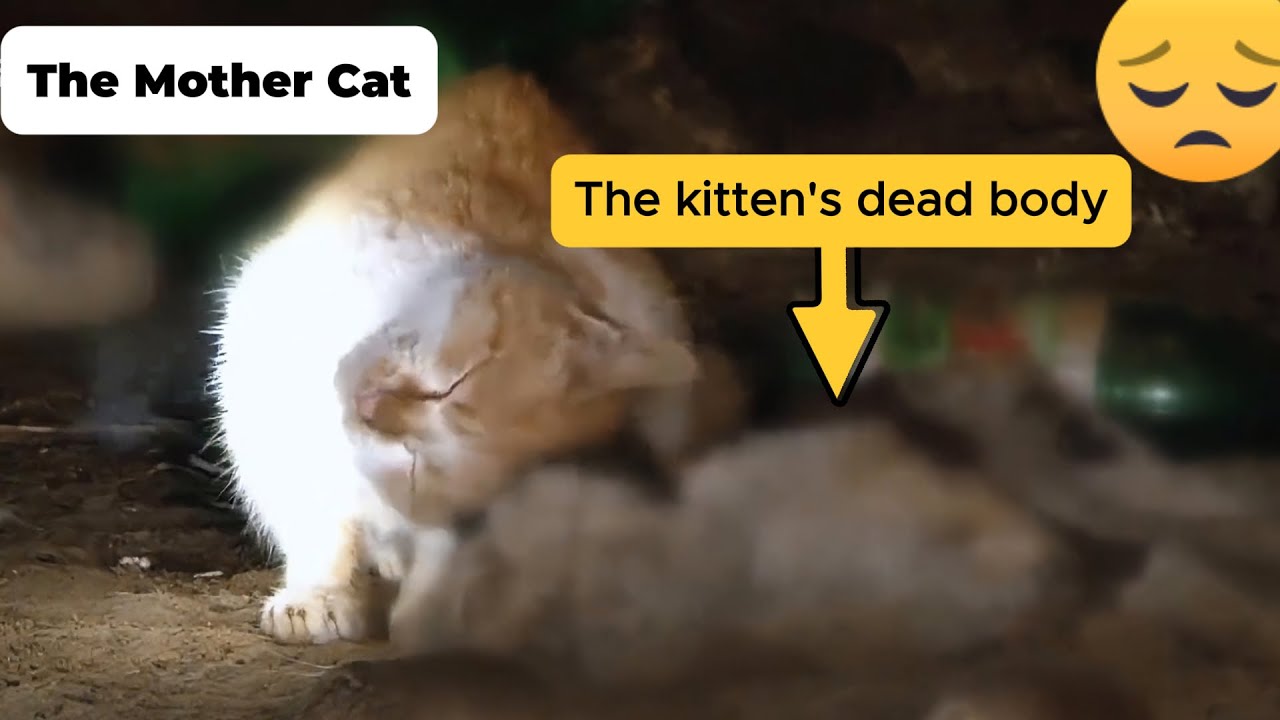 What Happens When a Mother Cat Loses Her Kitten? I This Mother Cat ...