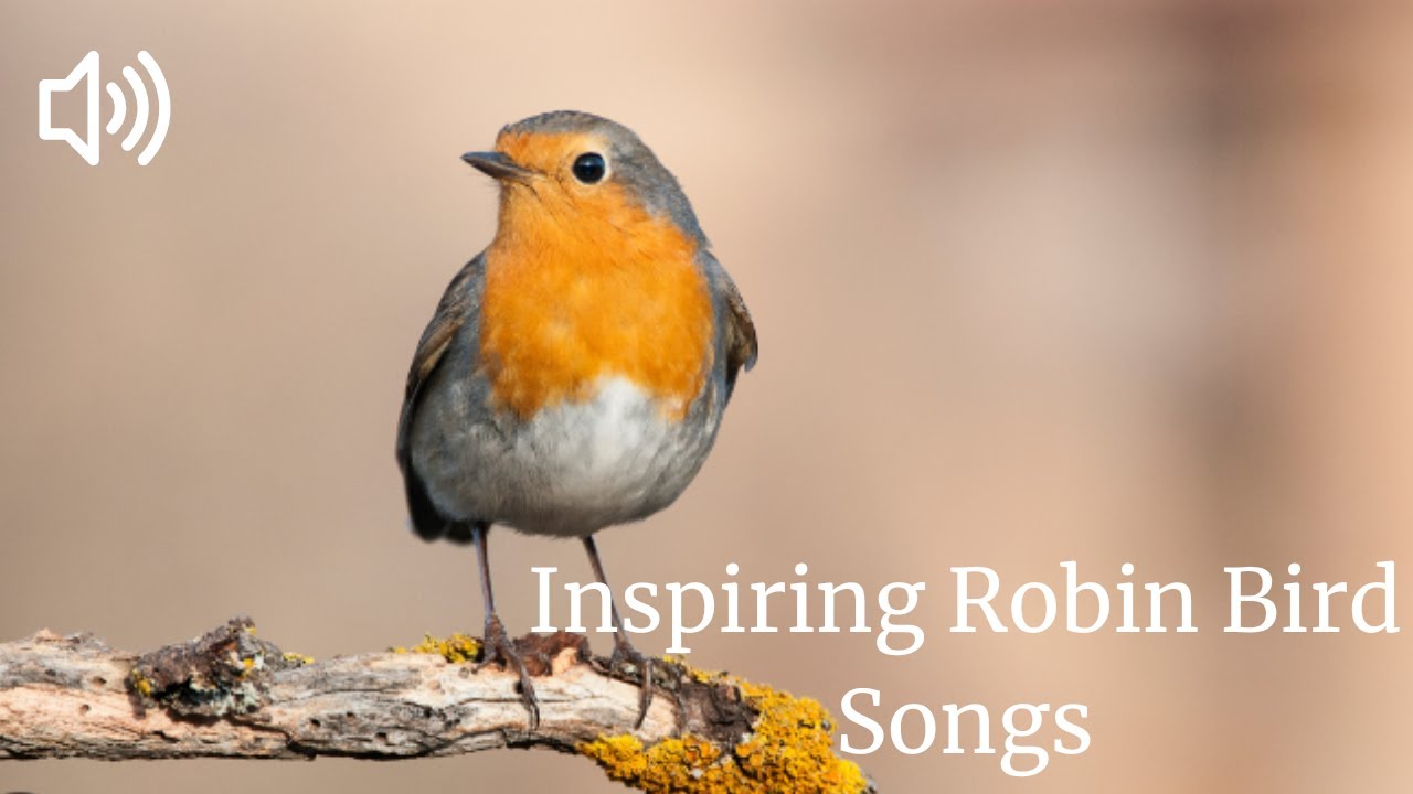 Inspiring Robin Bird Songs - YouTube