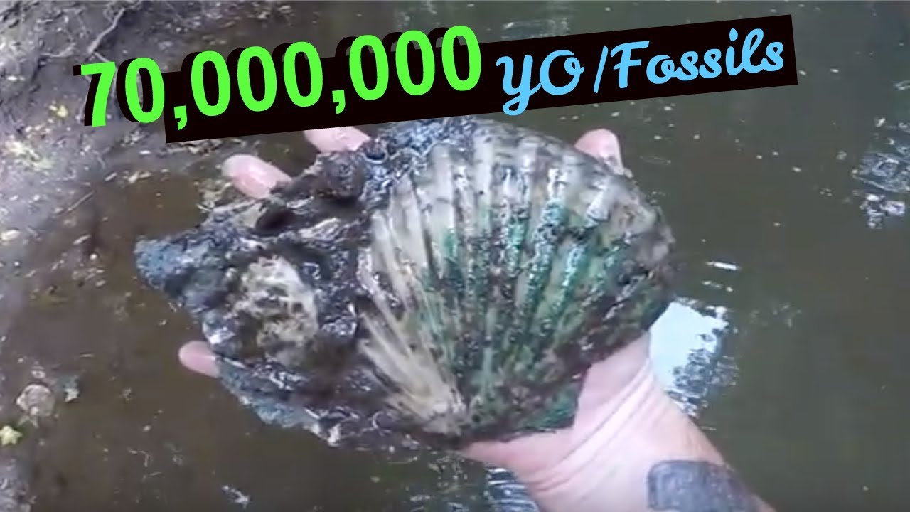 A Fossil Collecting Adventure| First Dig 2019 - YouTube