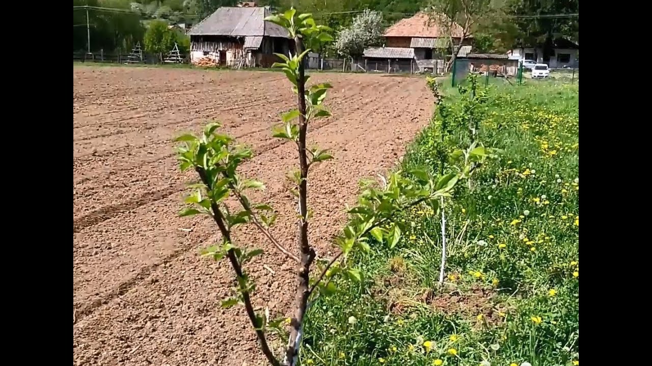 Livada mea de pomi fructiferi; taiat si curatat la pomi de doi ani ...