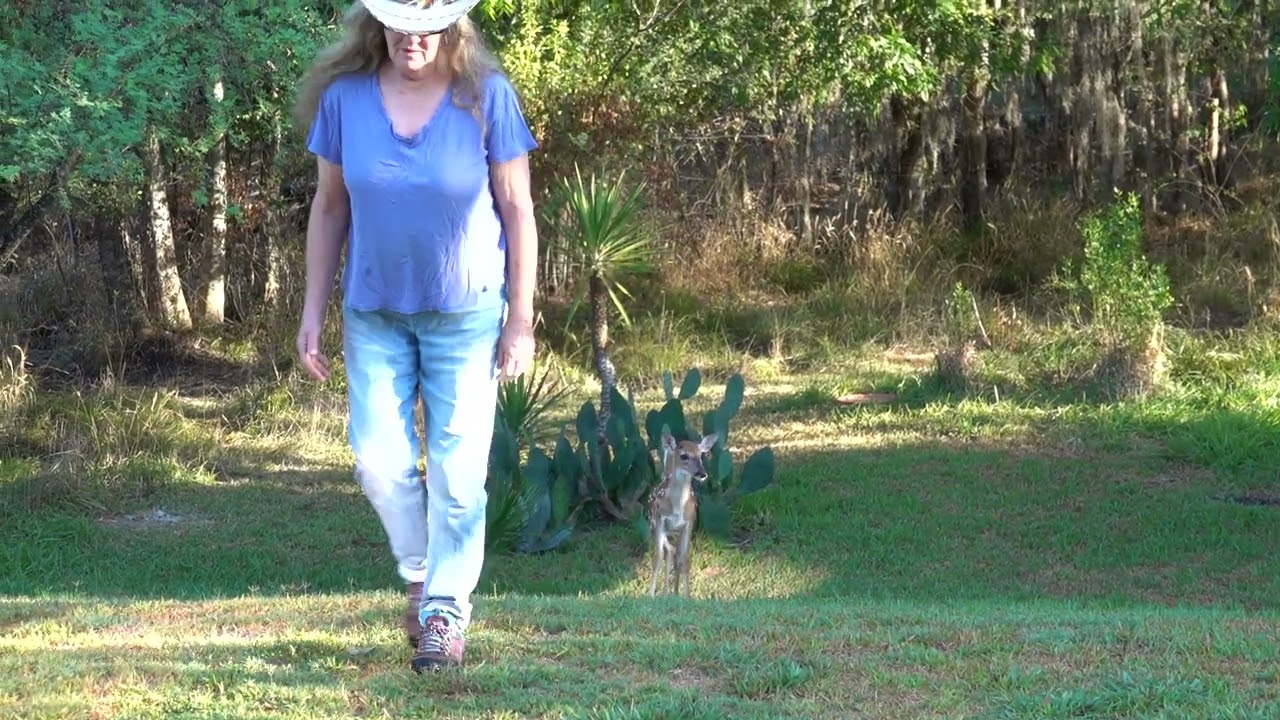 Bambi comes when called - YouTube