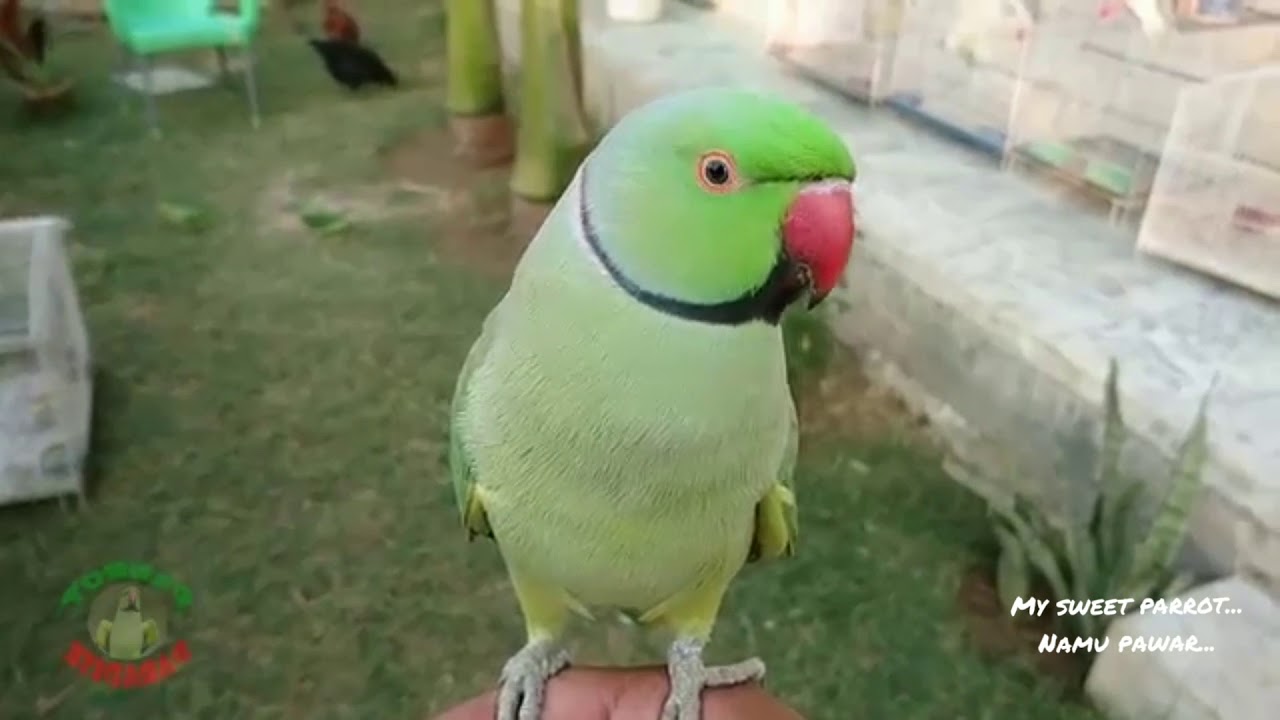 My sweet parrot... - YouTube