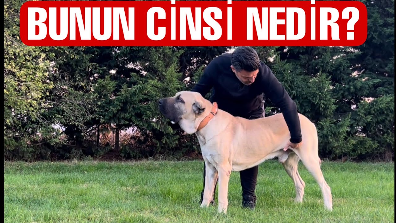 BU KÖPEKLERİN CİNSİ NEDİR? - YouTube