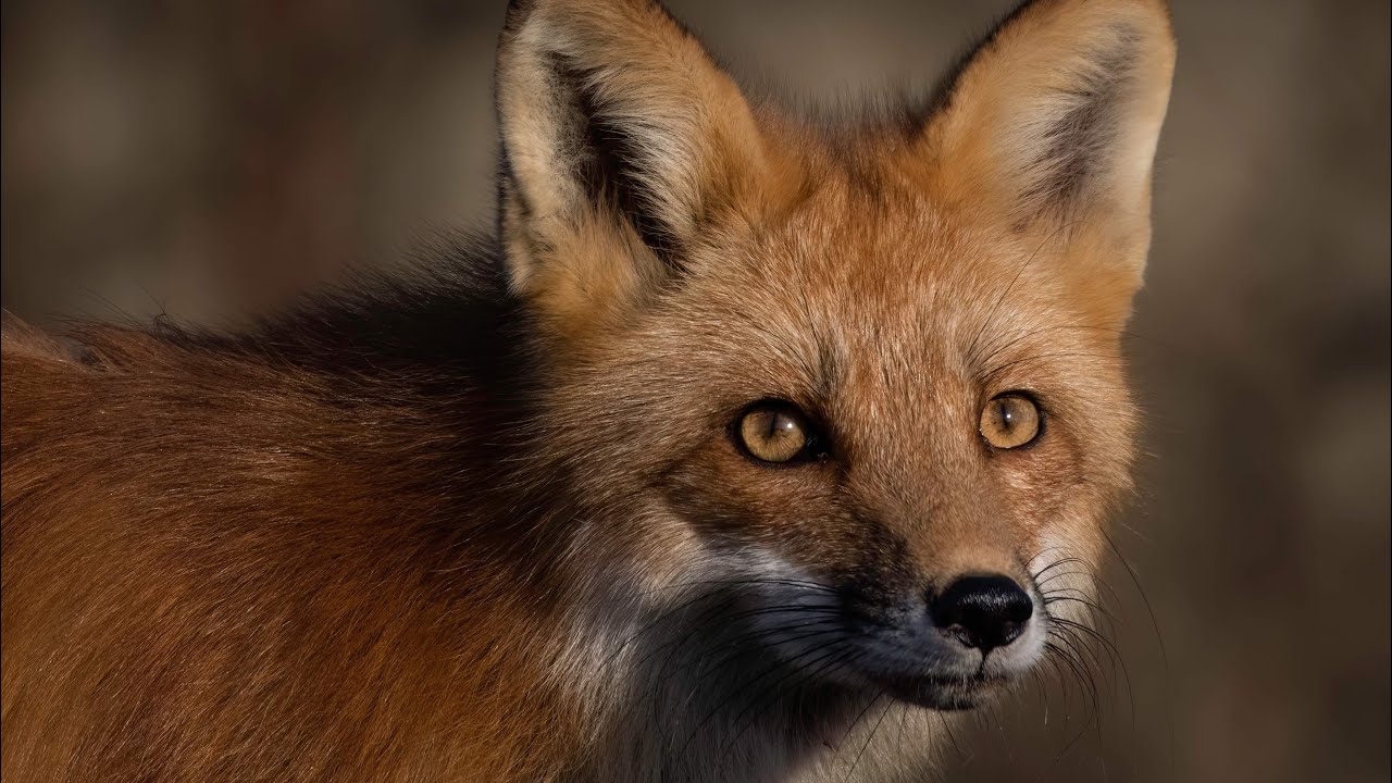 Must See for red fox lovers ,6 mins of fox shenanigans ! nikon z9 nikon ...