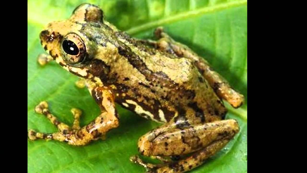Frogs - Huge Range of Species - Beautiful Colours - YouTube