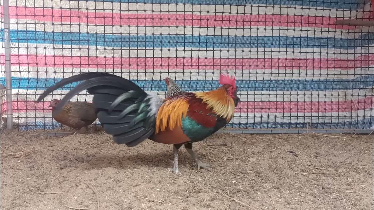 Gà rừng rặc mã vàng đẹp nhất năm 2025 / Qaib qus zoo nraug xyoo no - YouTube